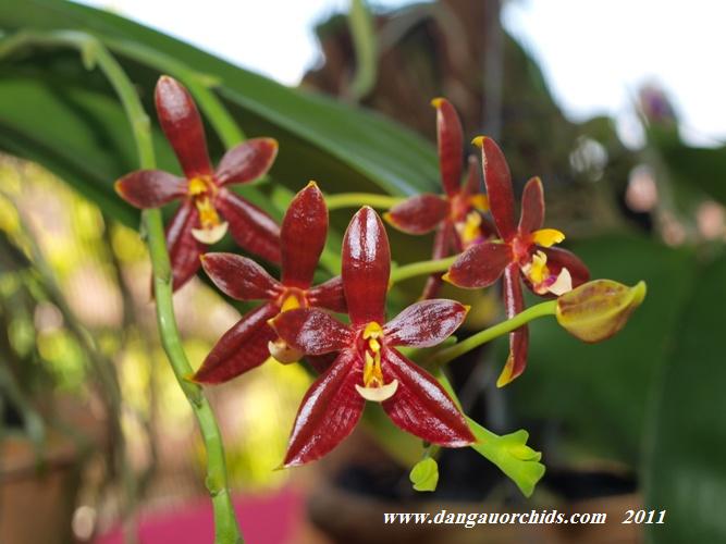 Orchids de Dangau: Perak Orchid Show Update : OSM-Ipoh City Orchid Show