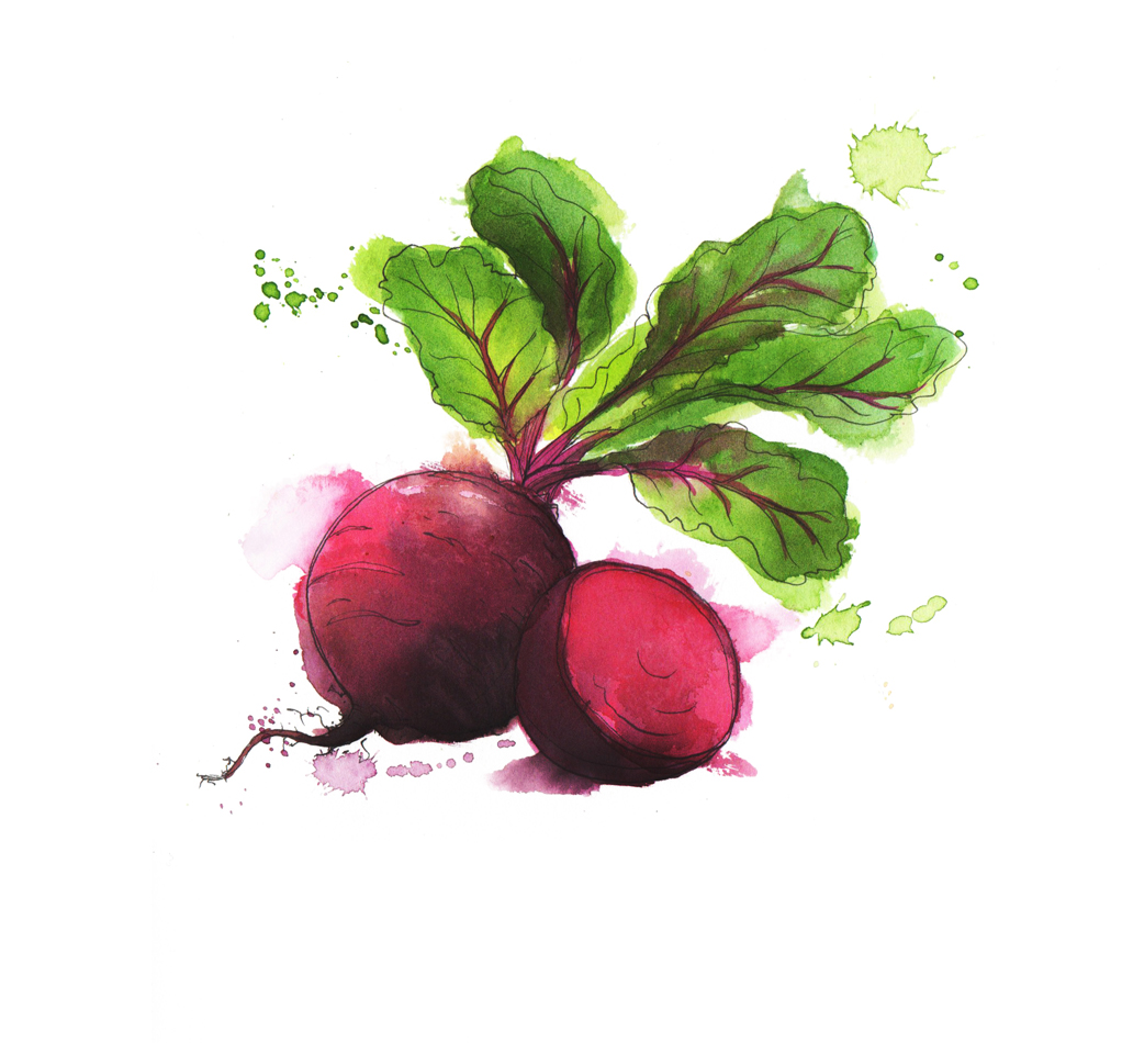 #beetroot | Vegetable illustration, Watercolor fruit, Georgina luck