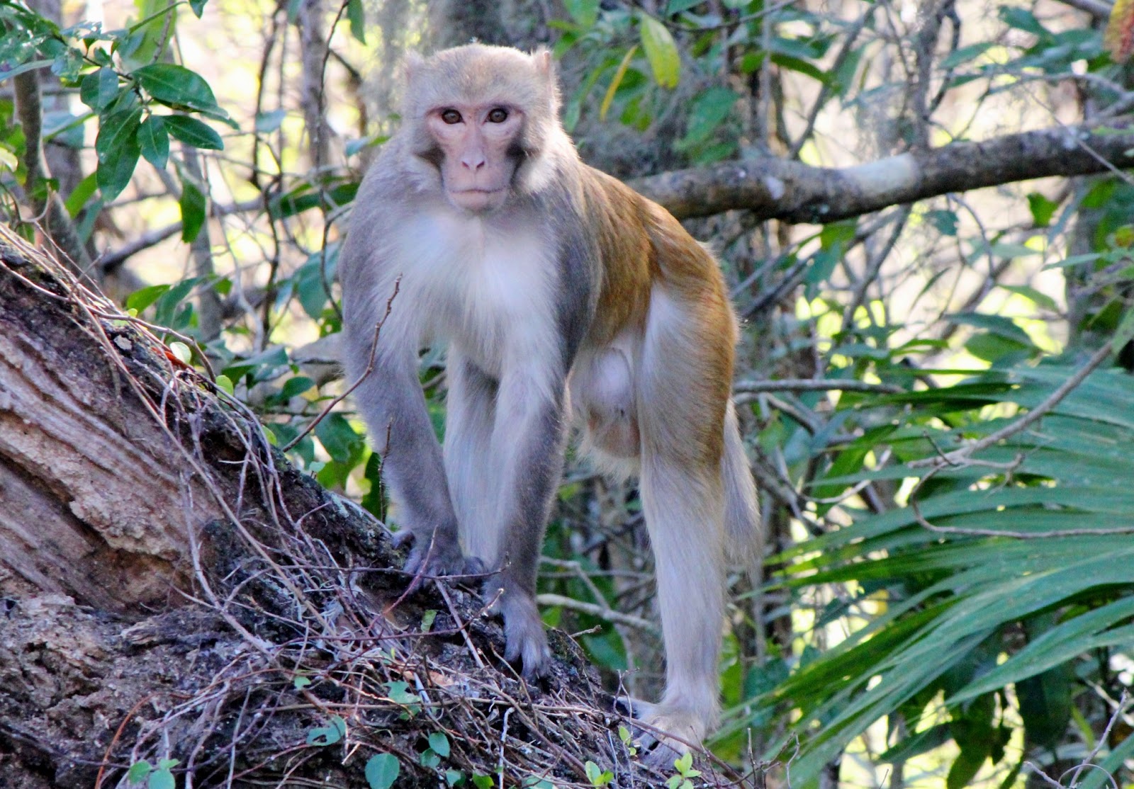 Views From Our Kayak: Silver River