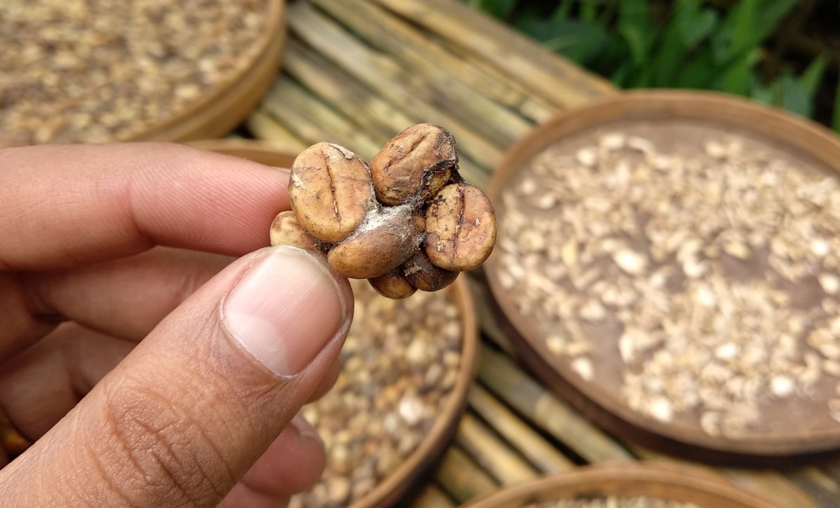 Luwak Coffee : World's Costliest Coffee | Shoestring Travel : Travel ...