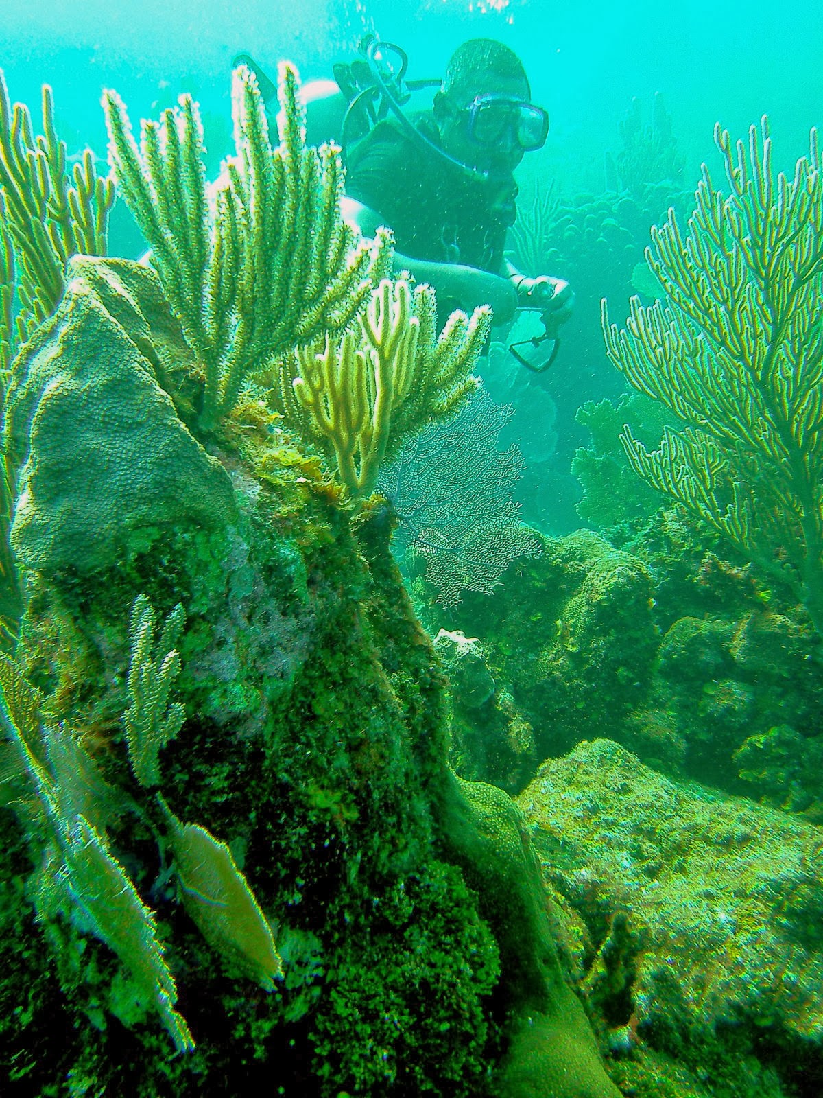 What Am I Doing?: Coco View Dive Photos: Part 1