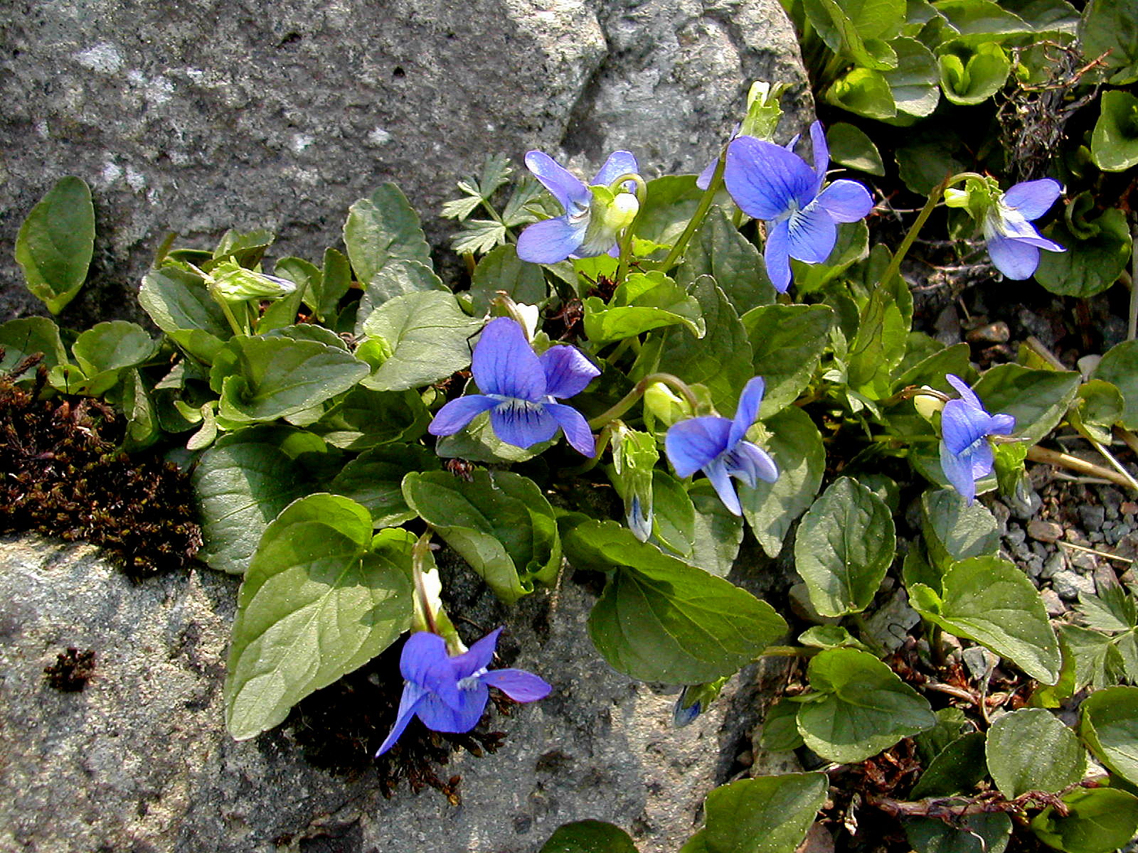 Wildflower of the Month: Sweet Violet