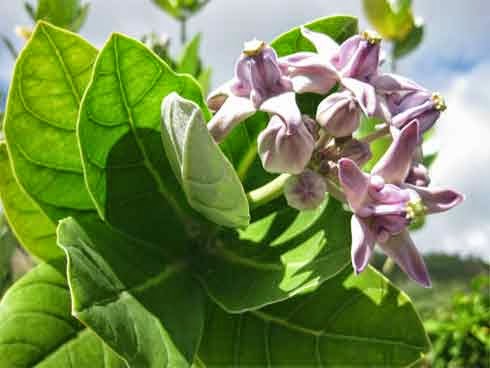 Shravan Nakshatra Tree – Which is the tree associated with Shravana ...