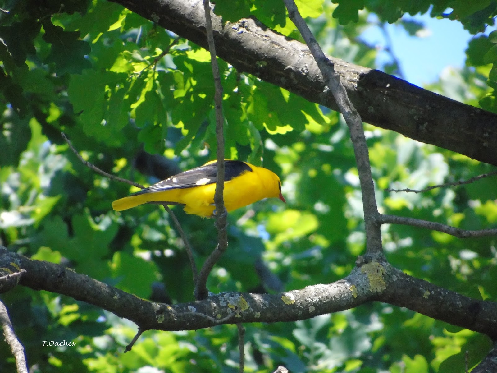 PASARI DIN ROMANIA: GRANGUR, Oriolus oriolus