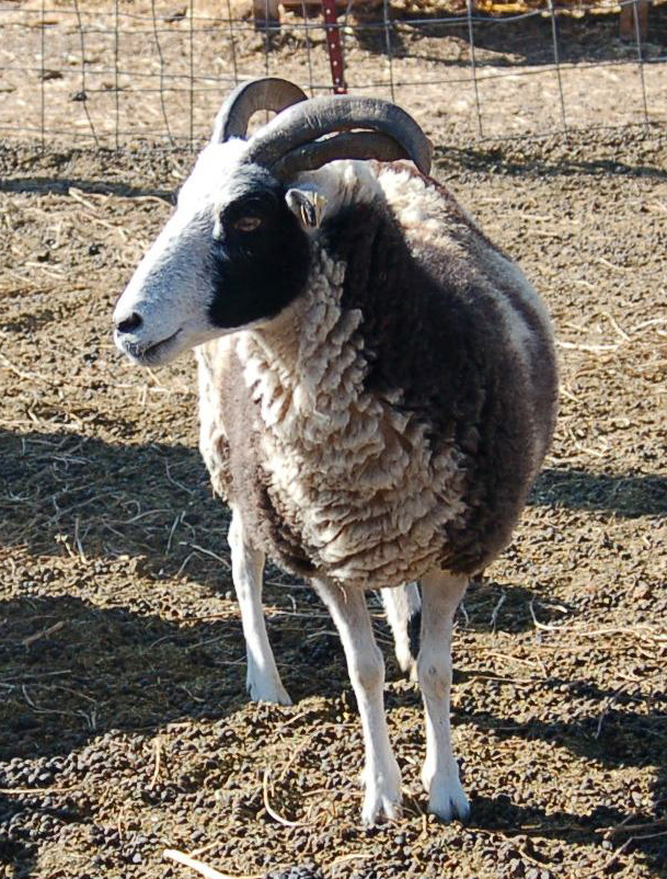 Jacob Sheep