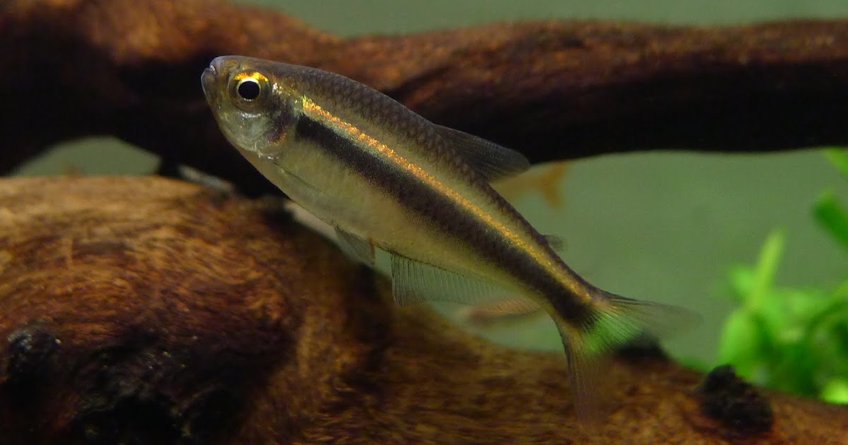 名燈天下: 費洛塔金帶燈 (Moenkhausia phaeonota)