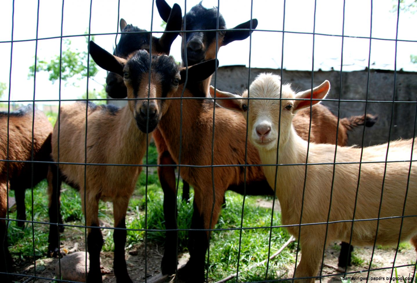 Cute Real Farm Animals | Wallpapers Background