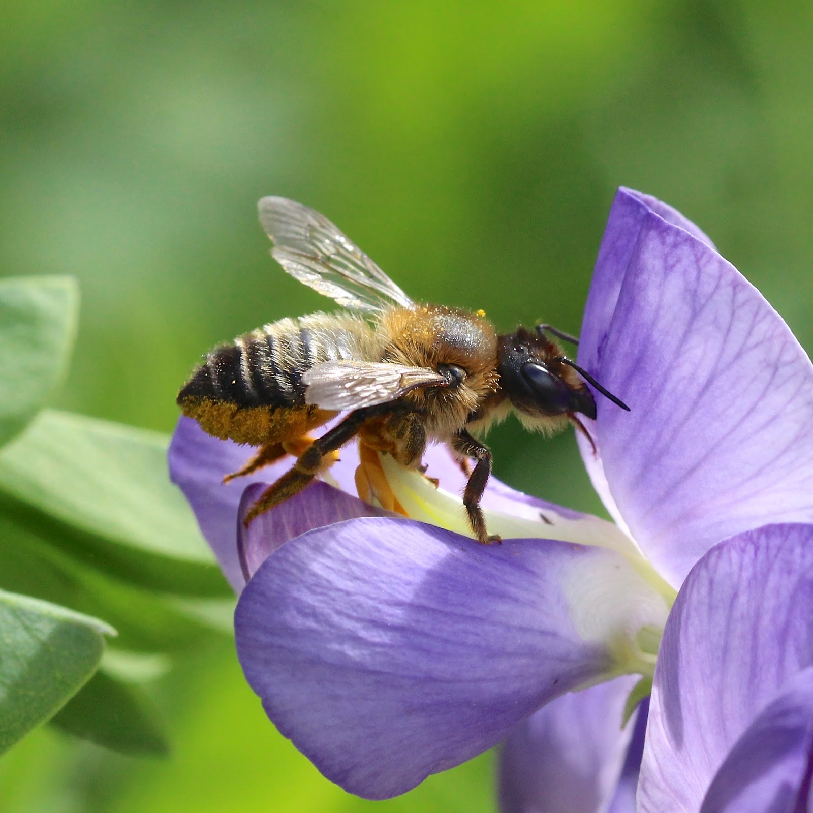 TrogTrogBlog: Leafcutter bees