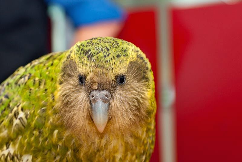 Kakapo — Flightless Parrot