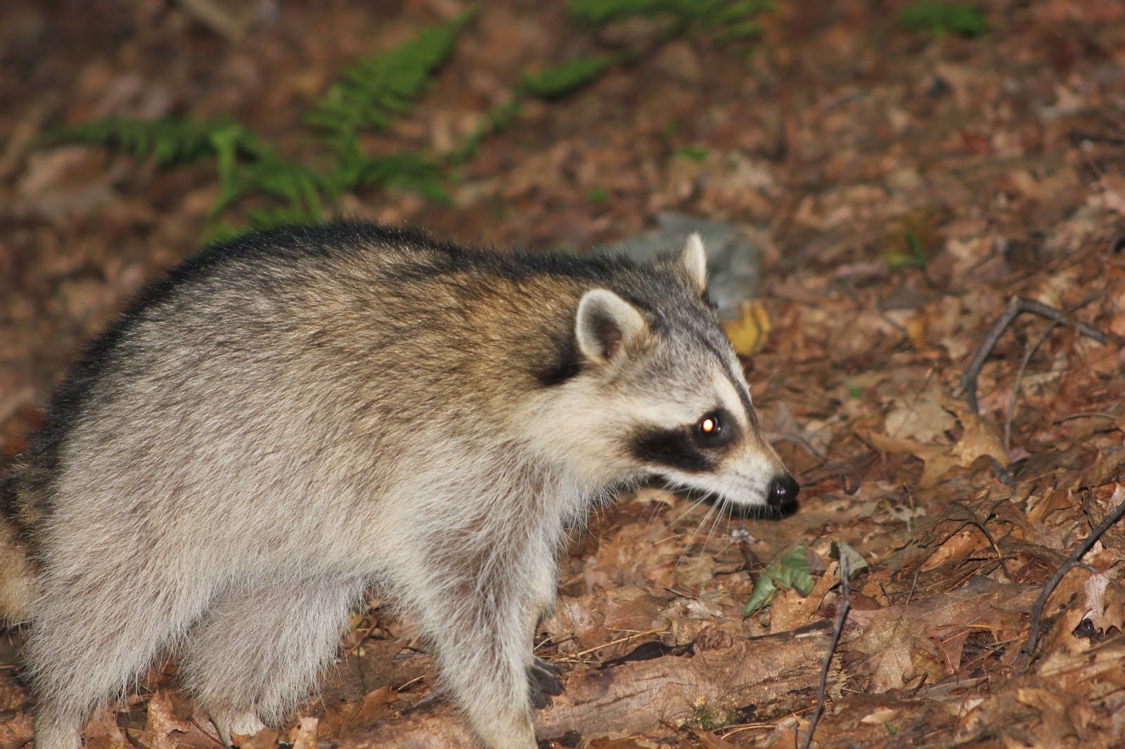 The Laughing Raccoon: The first release....goodbye to the Wino's!