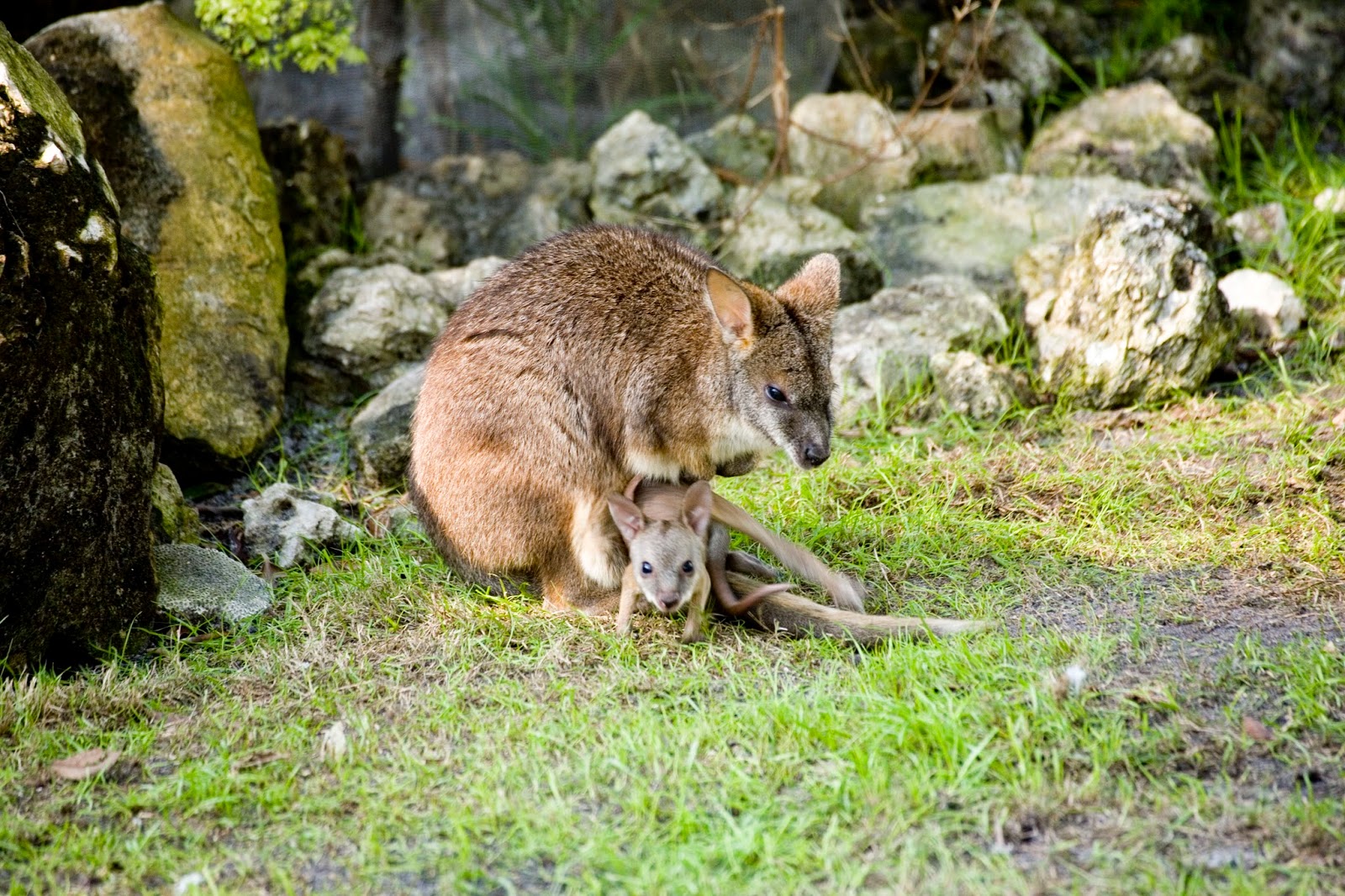 AUSTRÁLIA - O Último Reduto - "Nasci Para Ser Selvagem"