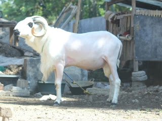 Gambar Foto Hewan: foto domba garut super