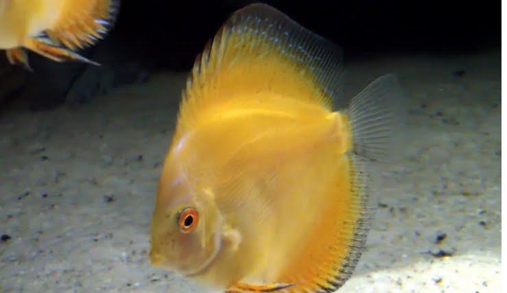 Fish Zone: discus fish care and breeding