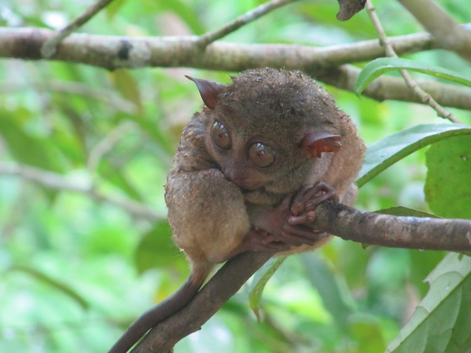 Things to do in and around Cebu: Bohol