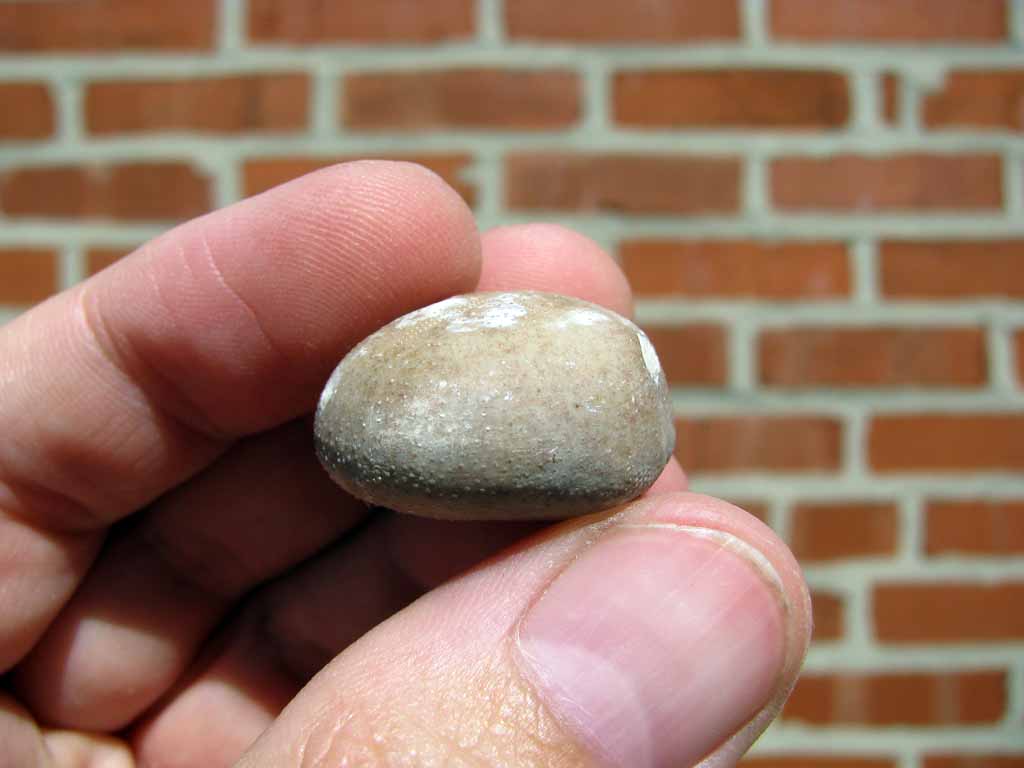 Views of the Mahantango: Heteraster texanus echinoid from Texas