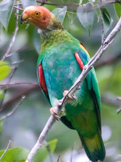 Real Monstrosities: Bald as a Coot. More so, in fact.