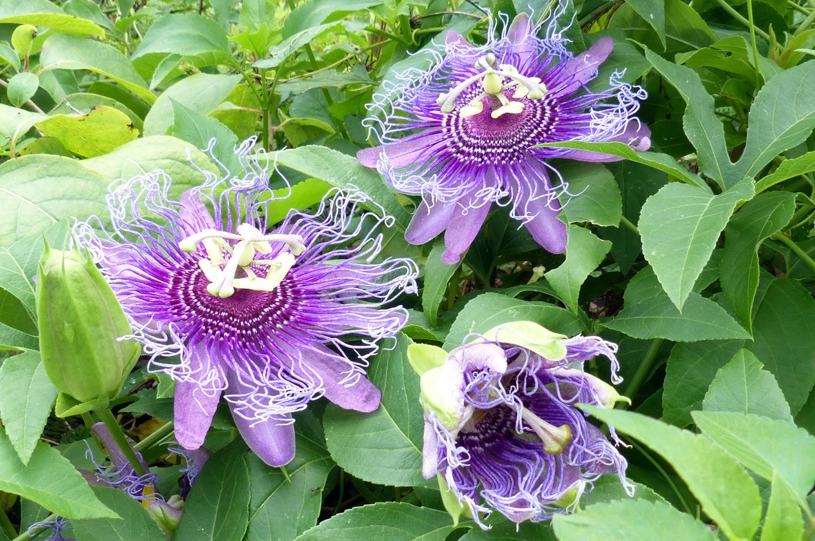 Maypop: Passiflora incarnata | MOSI Outside