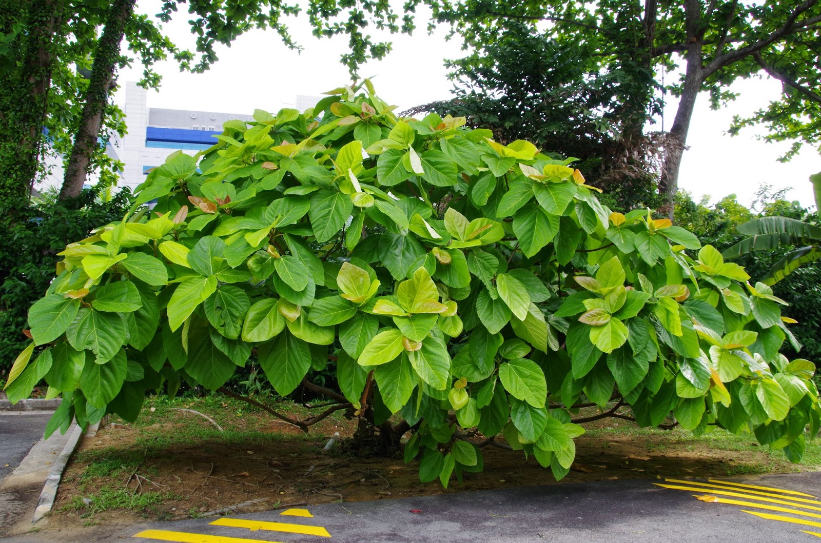Trees and Plants: Broad leaf Fig, Elephant Ear Fig, Roxburgh Fig