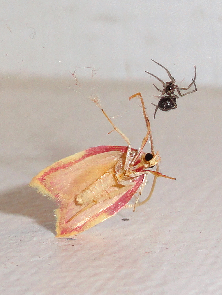 Wanderin' Weeta (With Waterfowl and Weeds): Beauty and the (tiny) beast