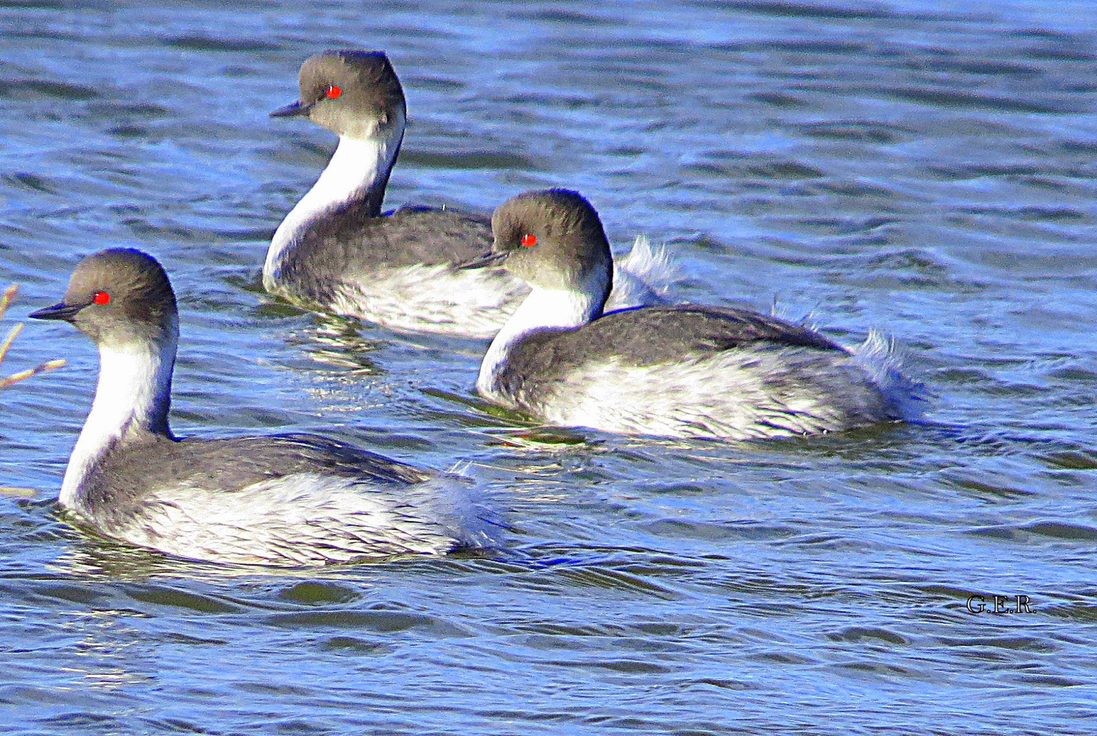 Aves del Golfo San Jorge: Macá plateado (Podiceps occipitalis)