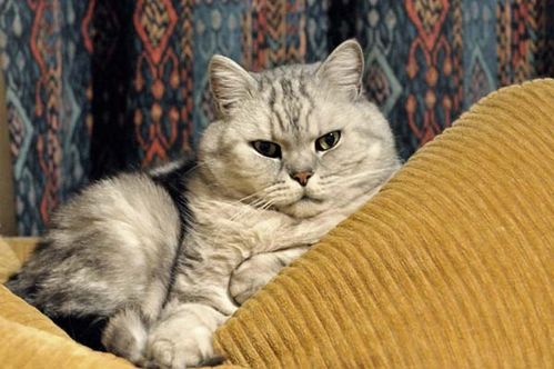 Brazilian Shorthair cat breed