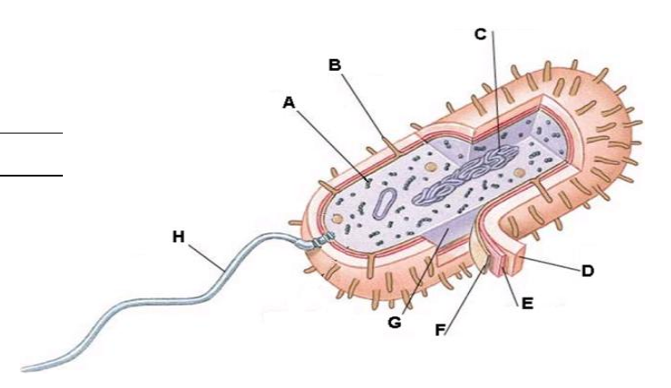 Memahami Struktur Sel Bakteri | Literasi Biologi