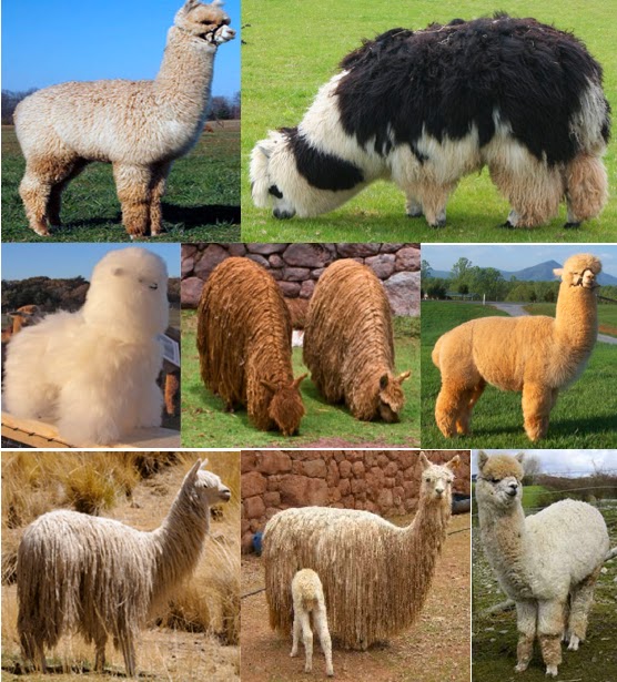 NephiCode: Questions I Would Like to Ask – Part XII