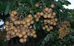 Jenis jenis lengkeng Unggulan - Kebun Buahku