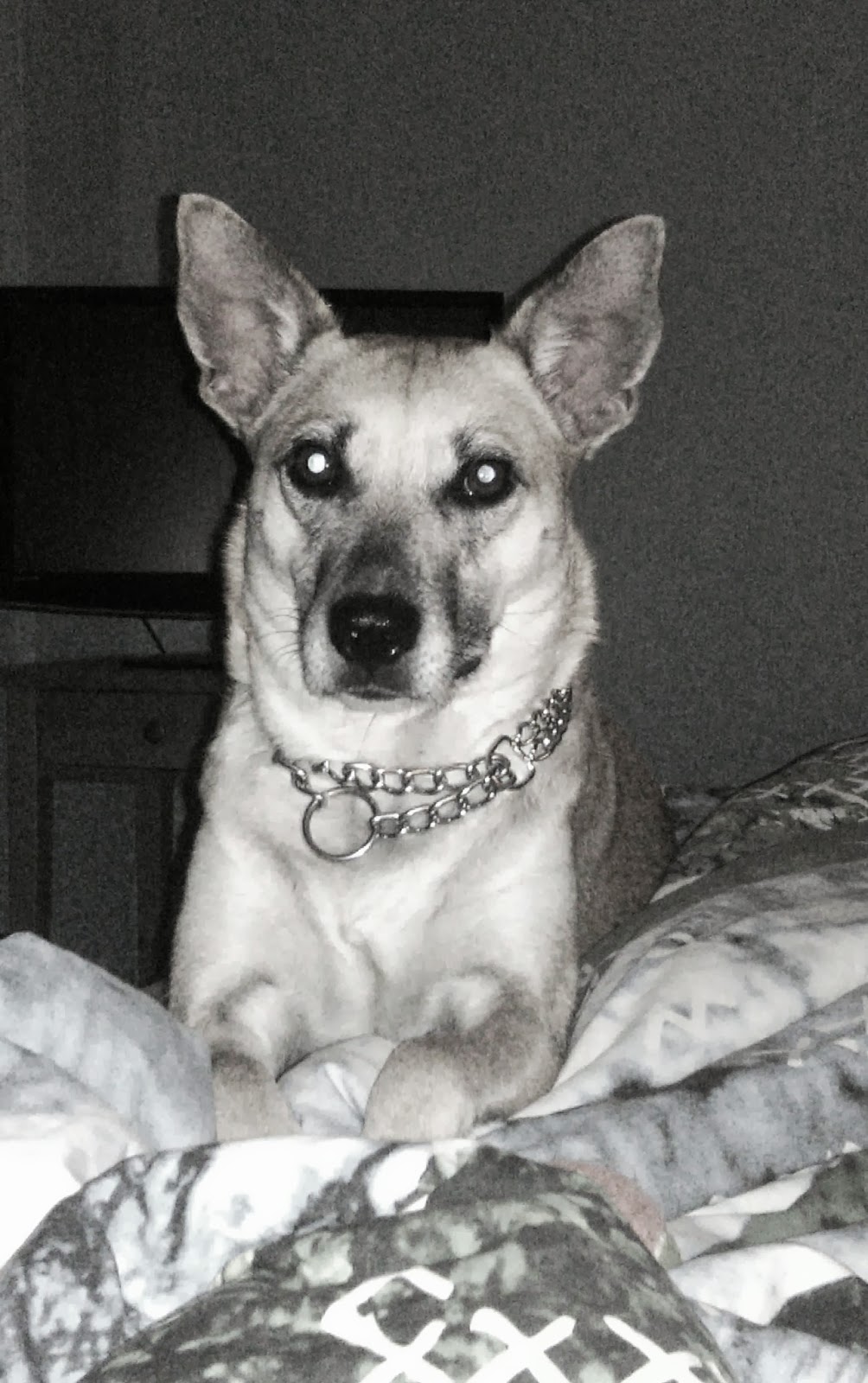 Examen de Naturales: Canidae, la familia de tu perro