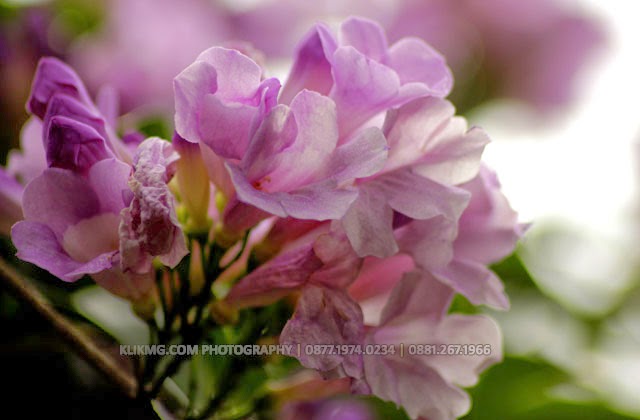 fotografer: BUNGA TEROMPET PUTIH UNGU