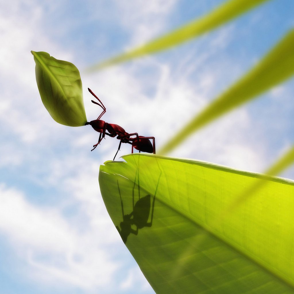 Cute Ants Macro Photograph | (Photos Area