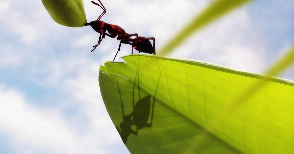 Cute Ants Macro Photograph | (Photos Area