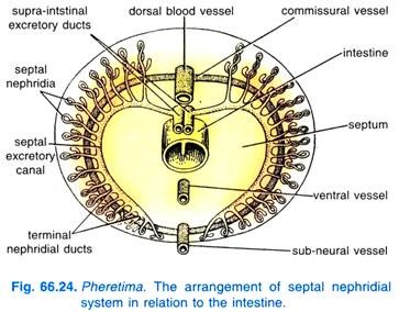 Excretory System of Nephridia ~ Zoology-NETWORK