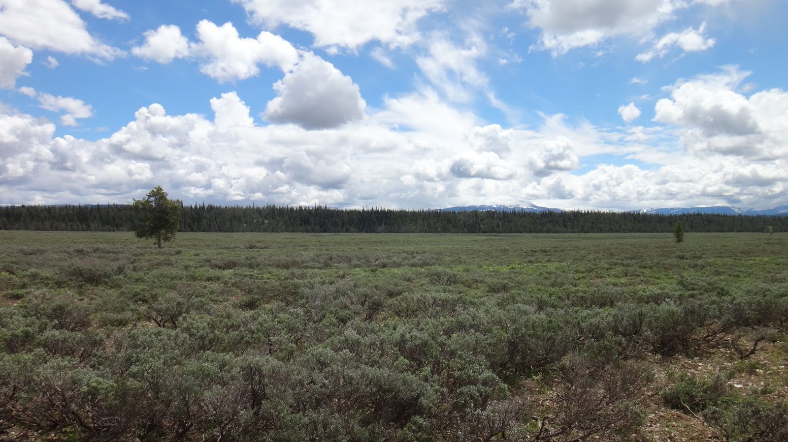 WYOMING WHISKEY: Lupine Meadows Trailhead