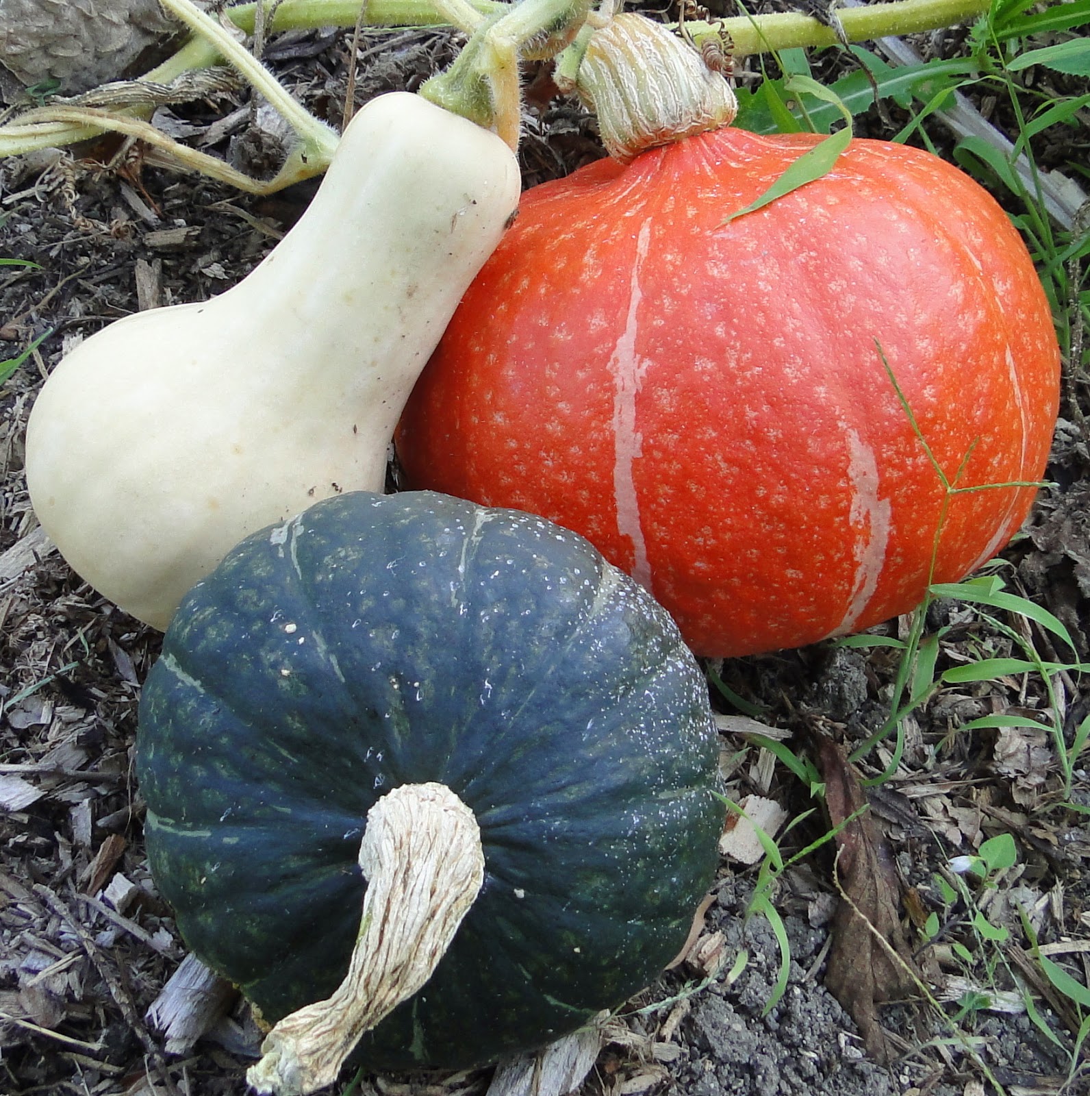 Au jardin d'Aurore: courges et potirons