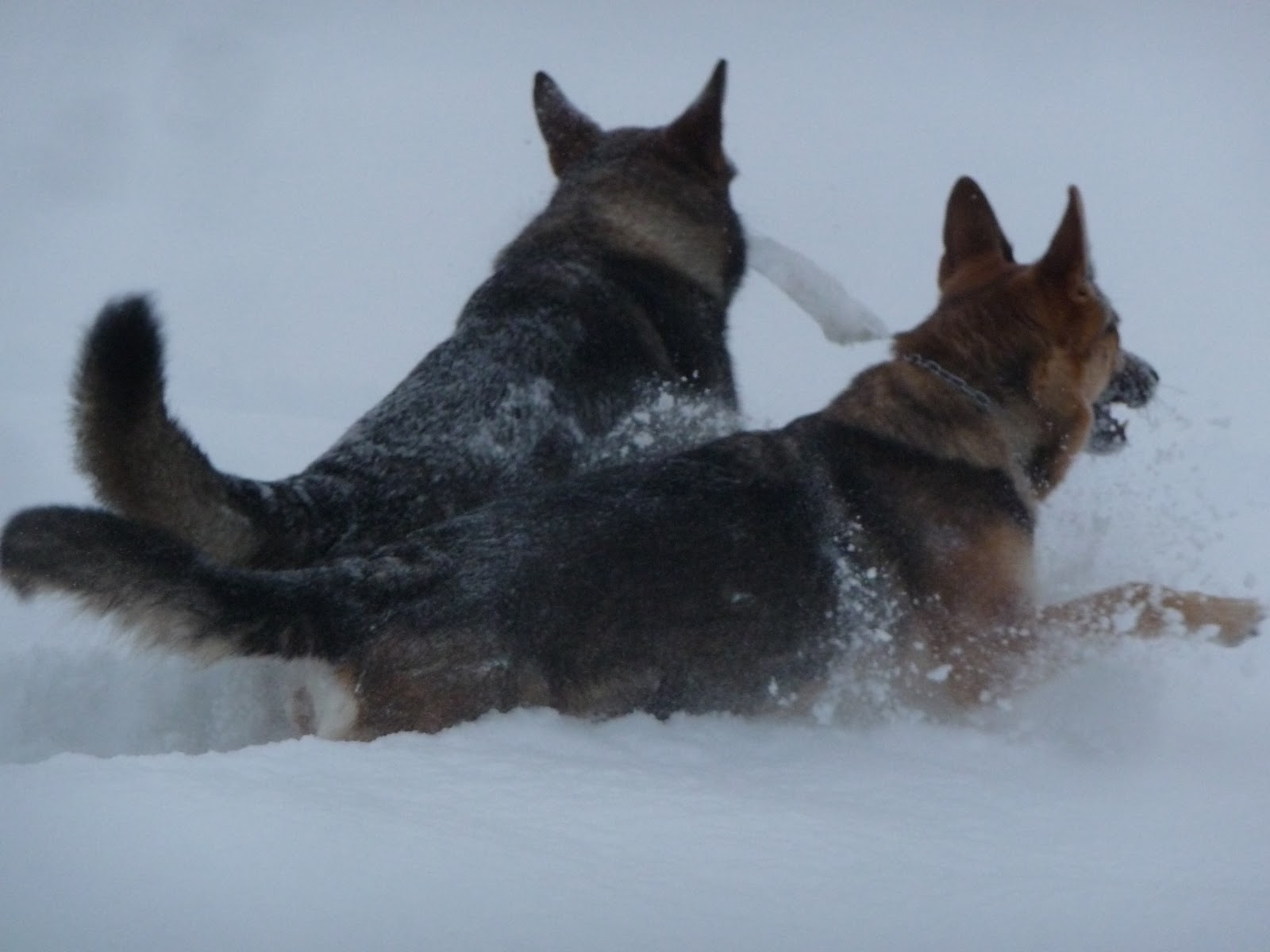 Niras blogg: Fin fina vinterbilder!