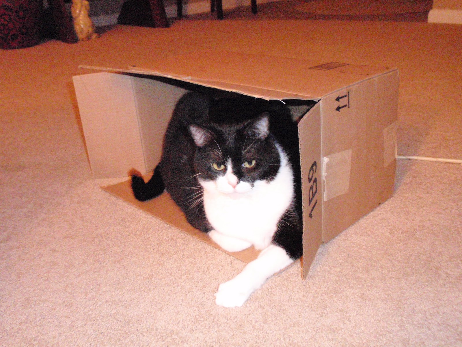Katrina Kittle's Blog: #372: Cats in Boxes