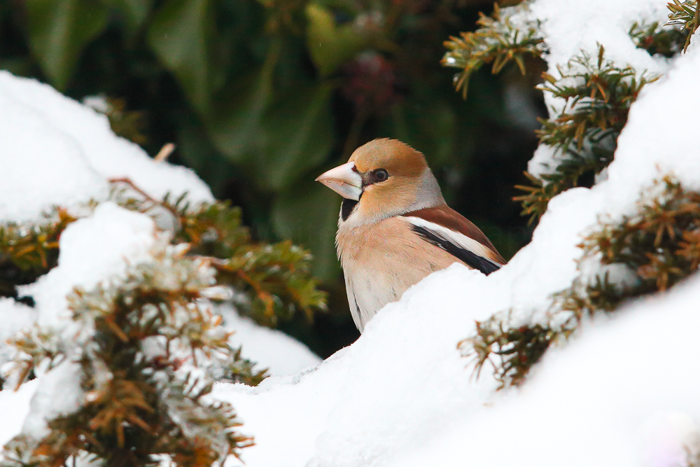 Colyton Wildlife: Birds in the Snow