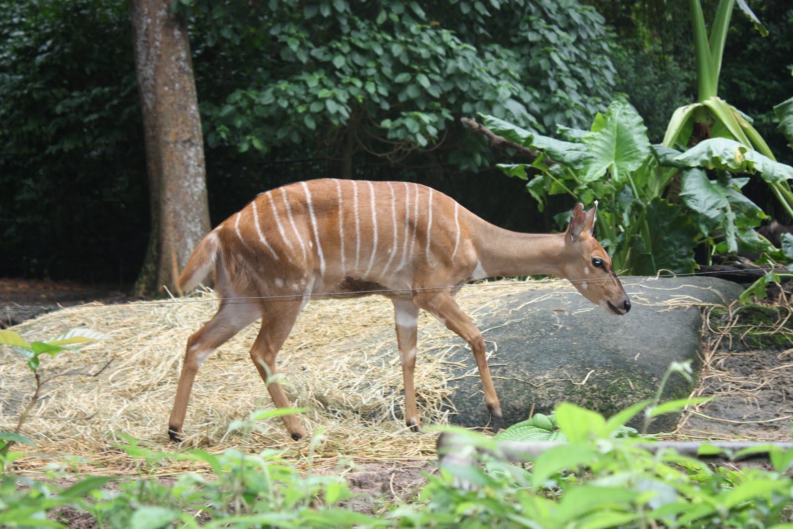 Singapore Zoo & Night Safari ~ Travelz mania
