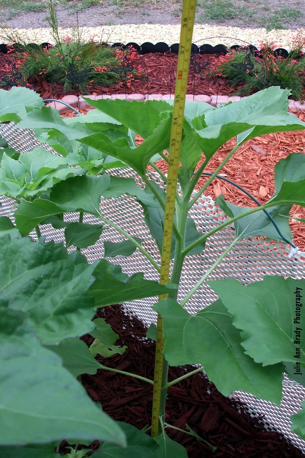 Julie Ann Brady : Blog On: Russian Mammoth Sunflowers