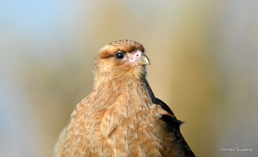 Aves de Lobería.: Chimango (Milvago chimango)