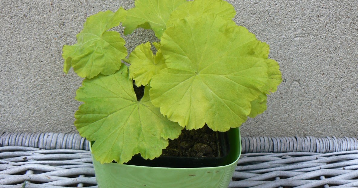 Pelargonium: Golden Crest