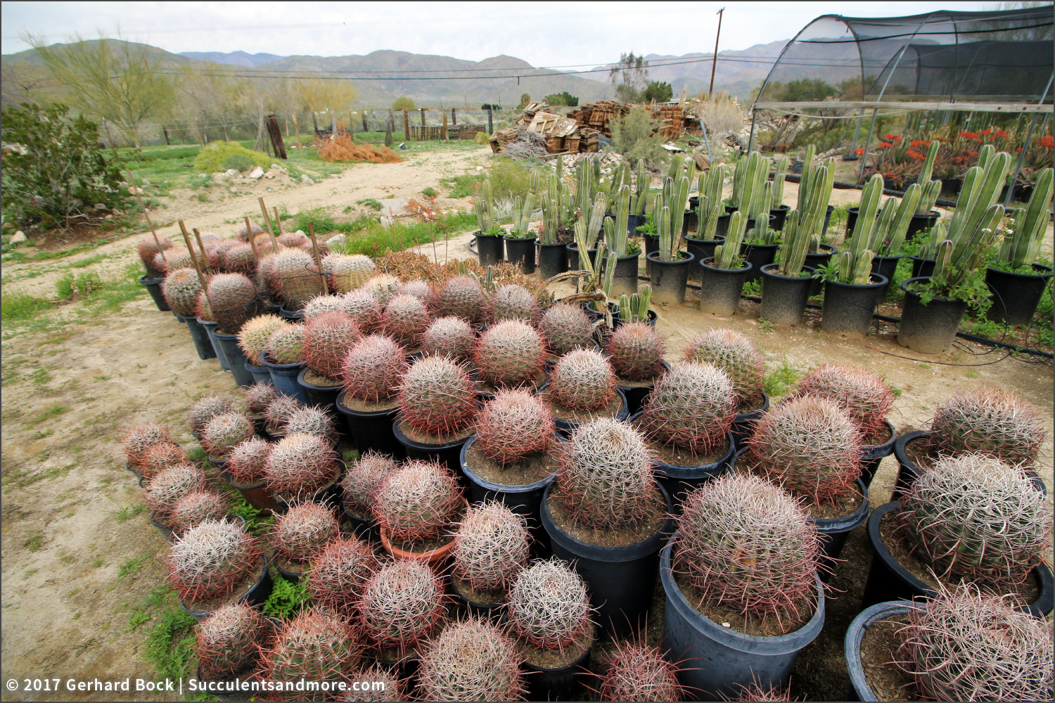 Sunland Cactus Nursery
