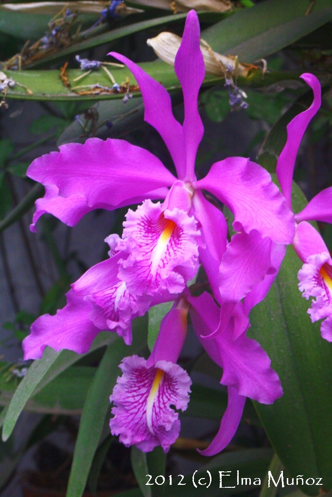 Foto Orquidea Cattleya maxima ~ Orquídeas del Perú
