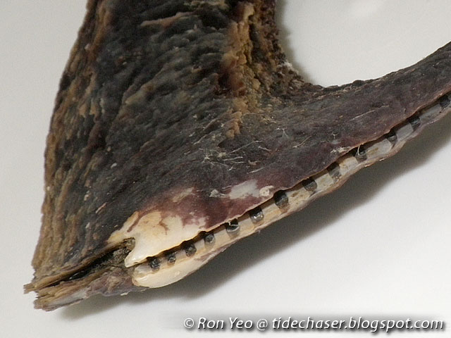 tHE tiDE cHAsER: Pteriomorph Bivalves (Phylum Mollusca: Subclass ...