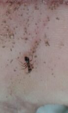 ASSOCIAÇÃO ATLÉTICA CHAMONGO: outubro 2016