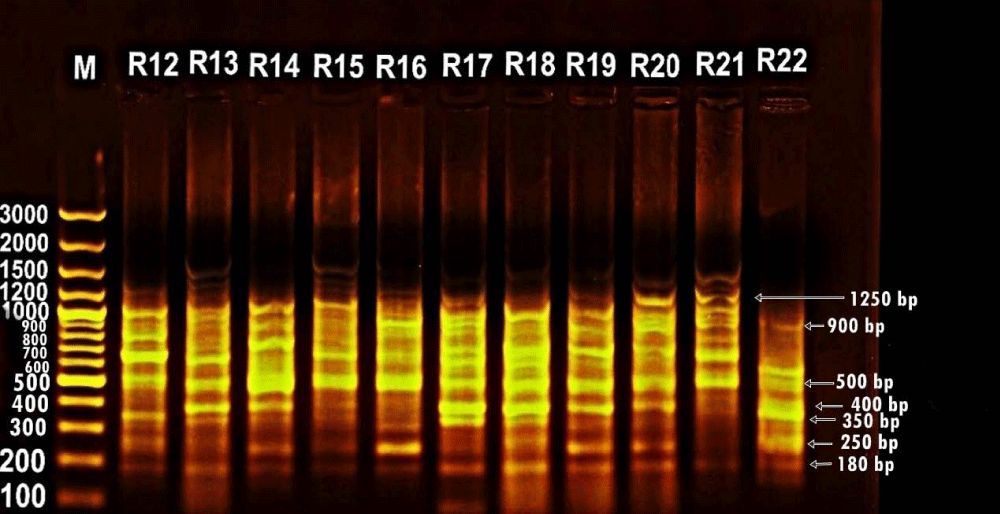 Penanda Molekular RAPD - Bimbel Sekolah