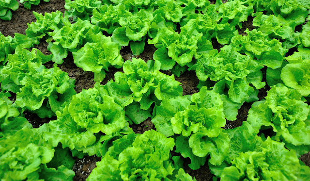 Cara Budidaya Selada - Solusi Agrokomplek Indonesia