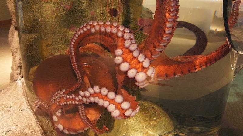 Salish Sea News and Weather: 3/6 Octopus escape, oil train spill, GSA ...