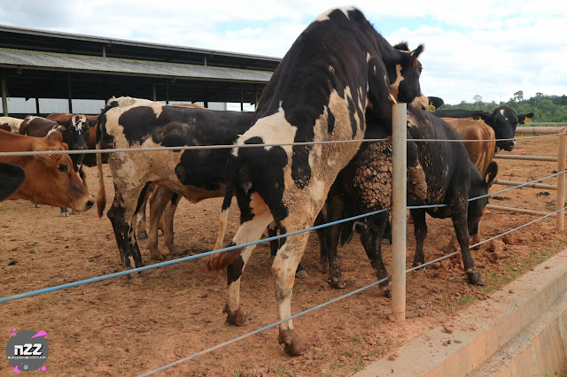 Melawat Ladang Susu Lembu Farm Fresh di Holstein Milk Company